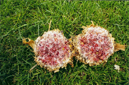 Handboek snijmais: Broei en schimmelvorming in kuil | Maiscoach